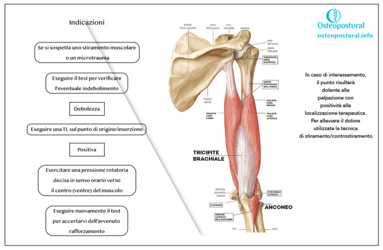 TECNICA DI ORIGINE E INSERZIONE muscolo debole - OSTEOPATA Daniele Carlesso